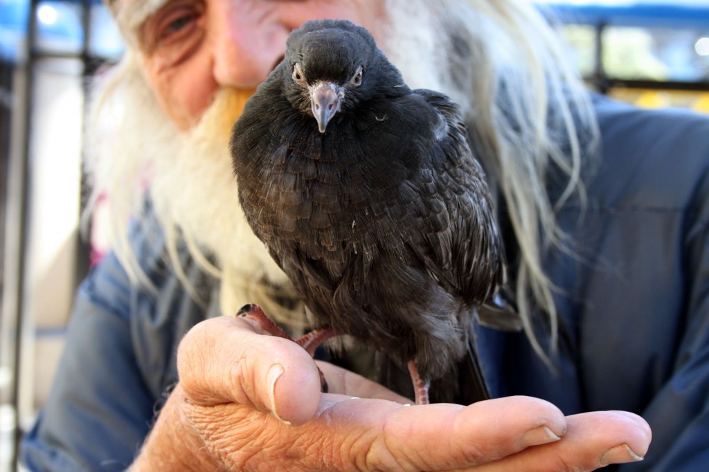 Street Science: The Pigeon - Winged Rat or Family Bird? - Mission Local