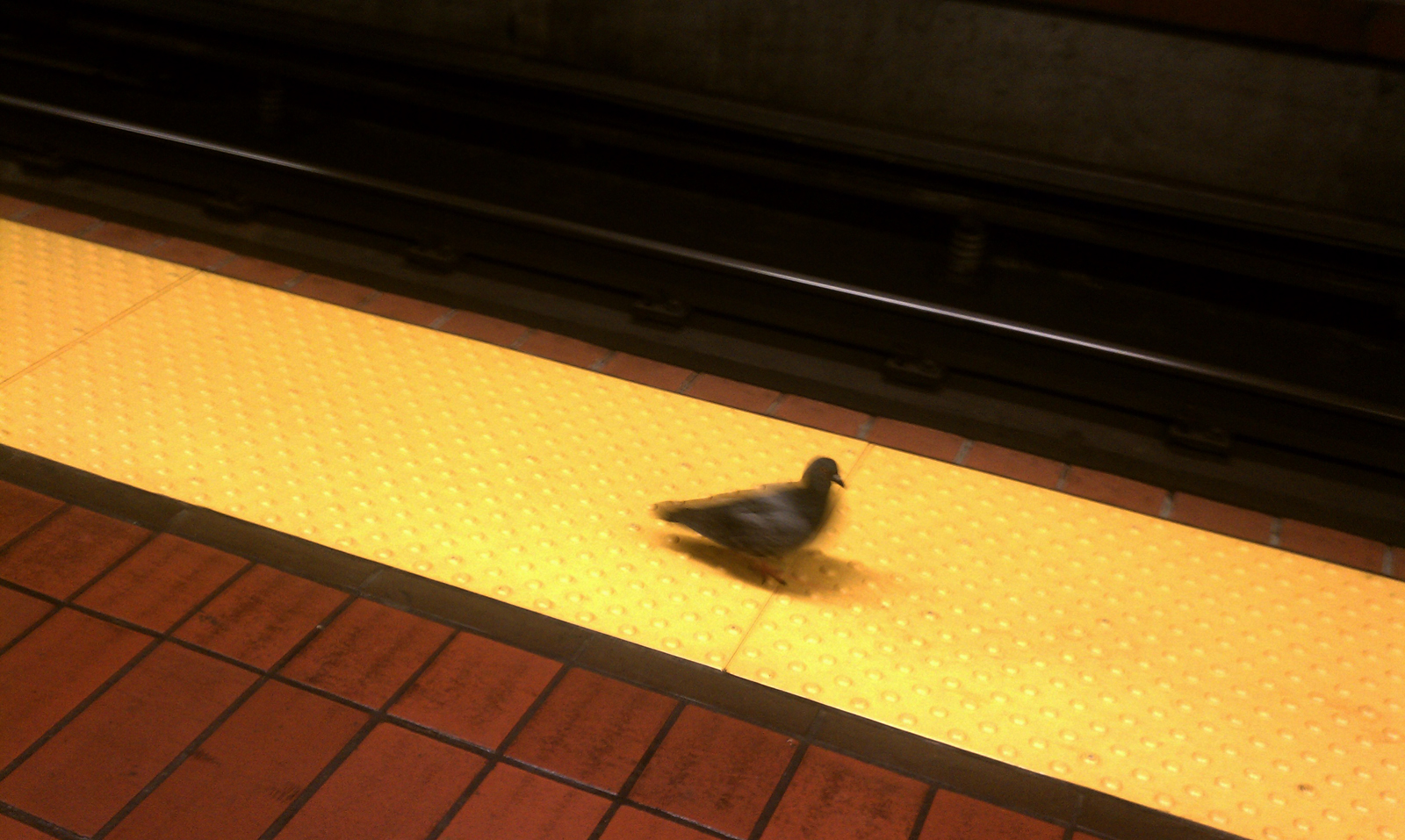 Pigeon on the Move - Mission Local
