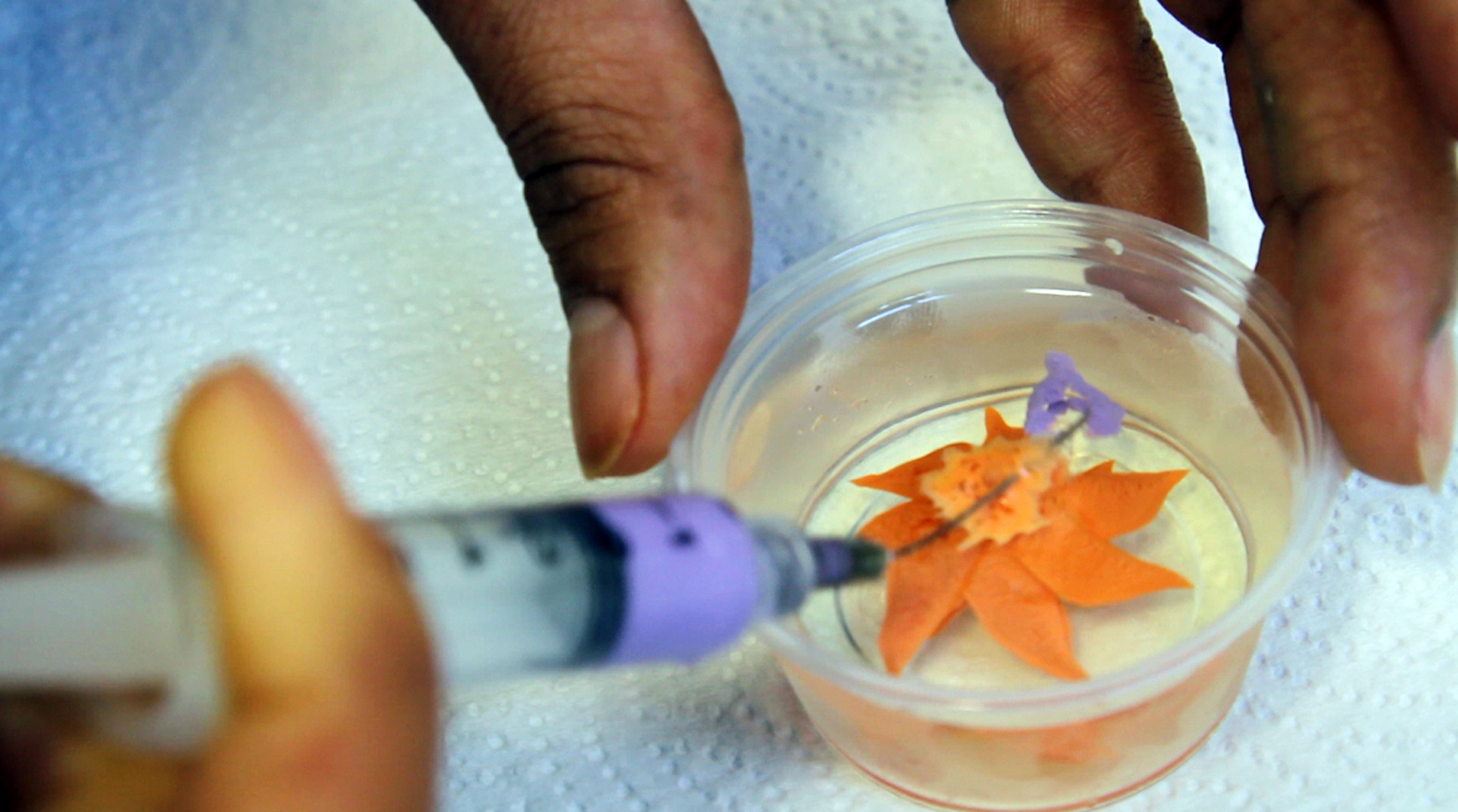 Where Jello Flowers Come From - Mission Local