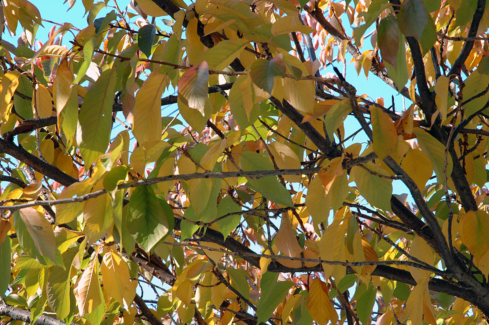 A New Leaf - Mission Local
