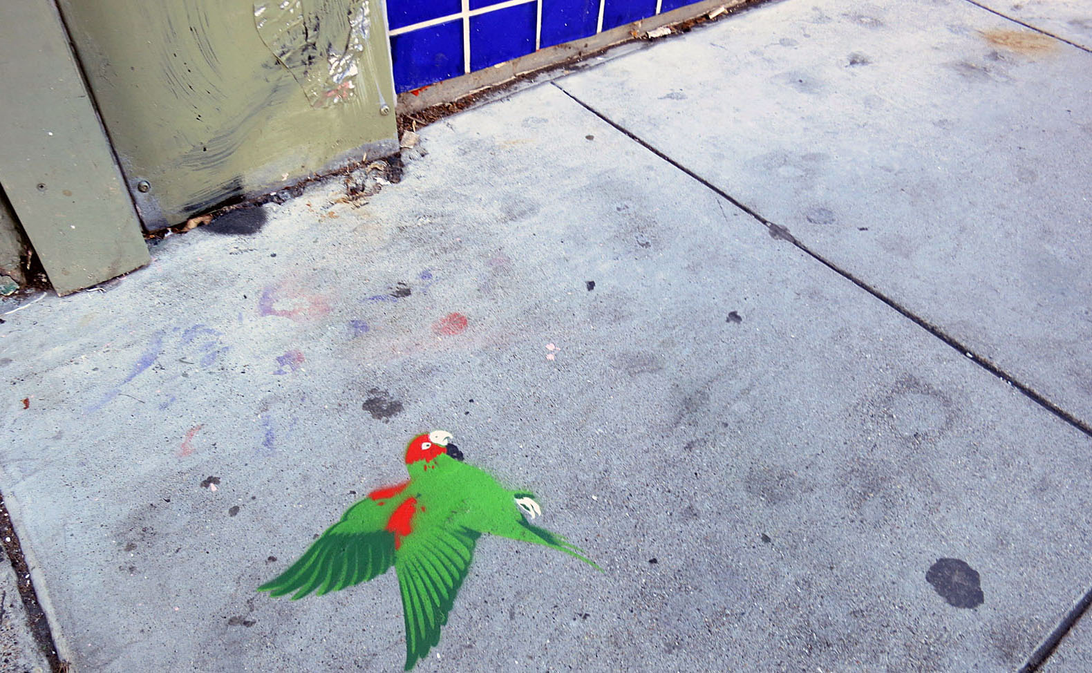 Mute Parrot Trapped on Valencia St. - Mission Local