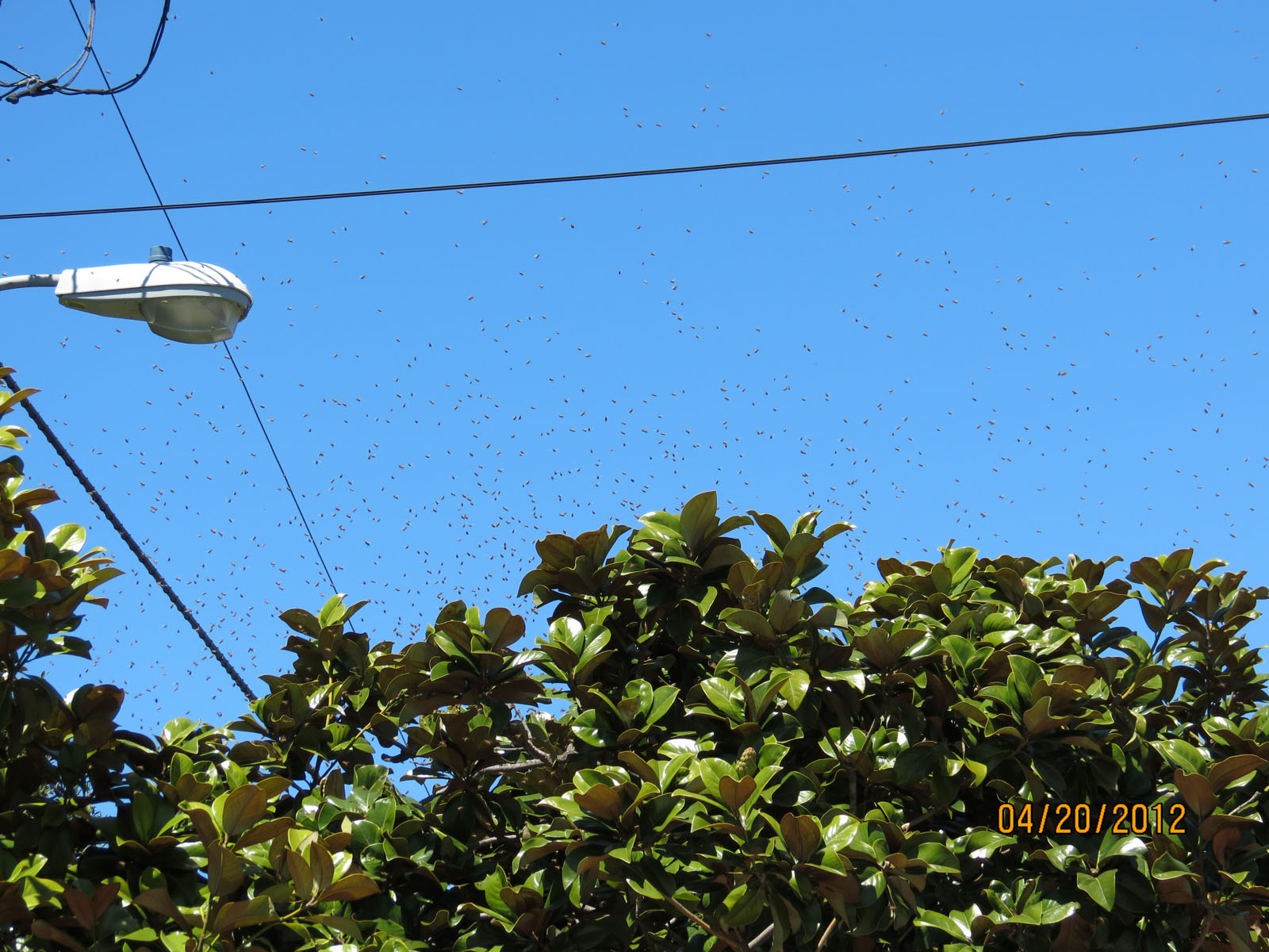 Bees on 24th and Harrison - Mission Local