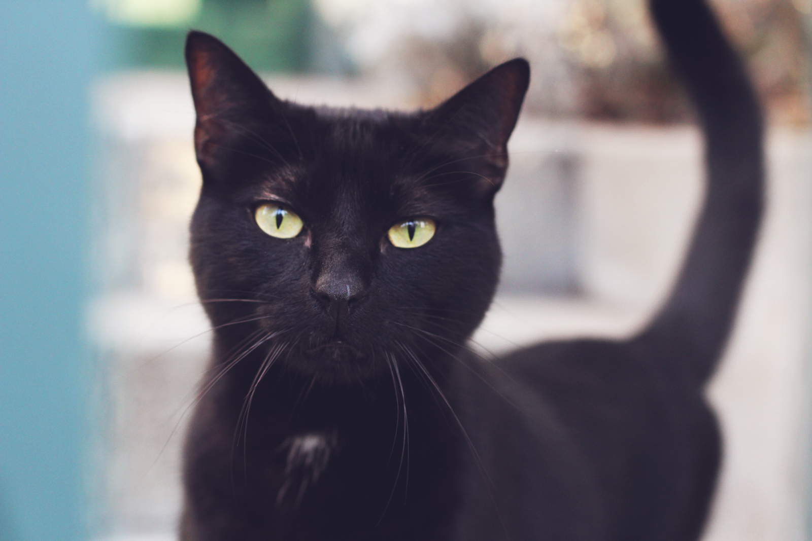 SNAP: Kitty - Mission Local