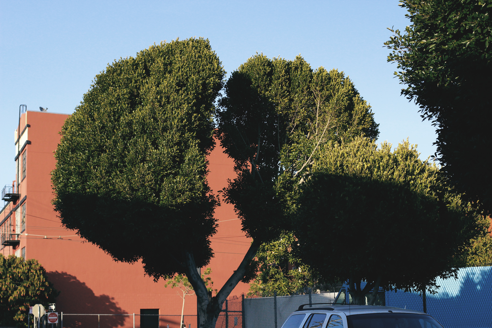 SNAP: Odd Tree - Mission Local