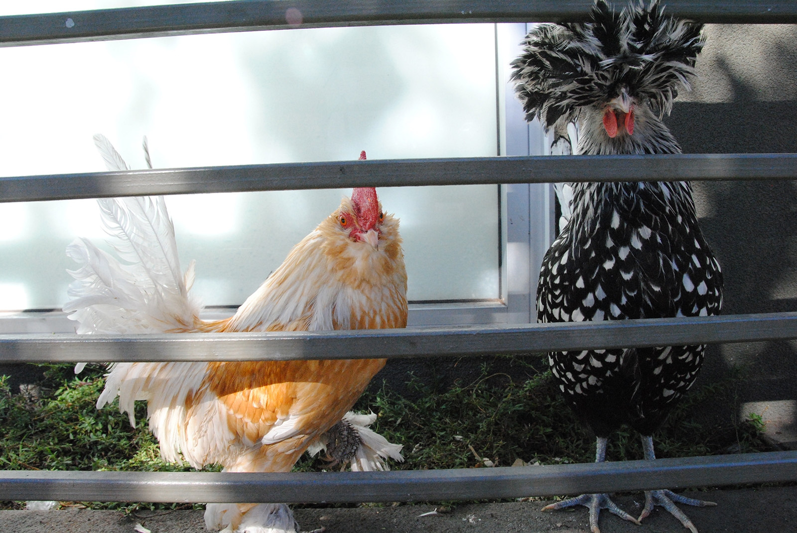 SNAP: Are You Chicken? - Mission Local