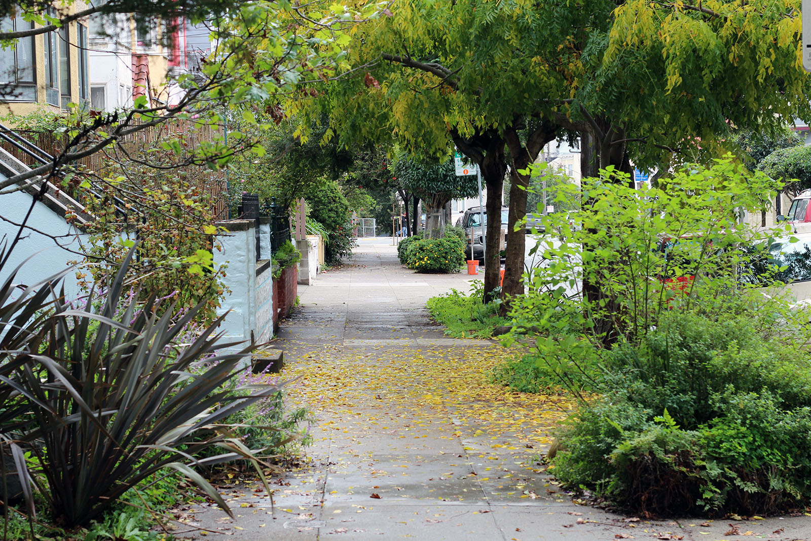 SNAP: Front Yard Forest - Mission Local