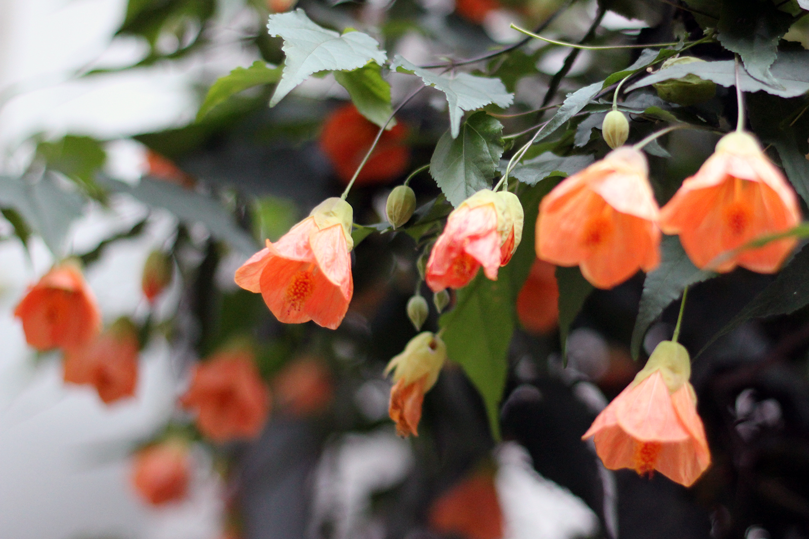 SNAP: Sleepy Flowers - Mission Local