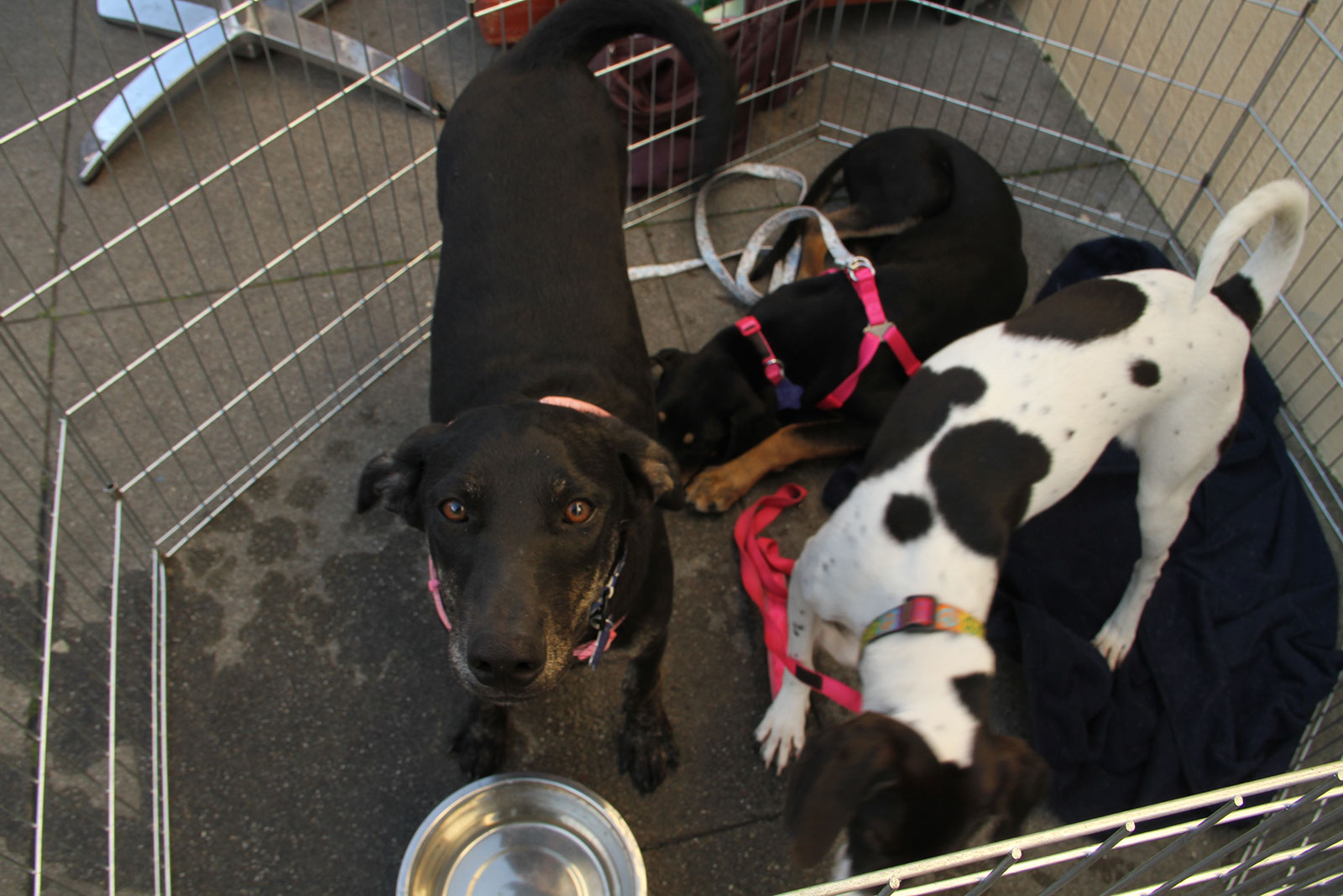 SNAP: Rocket Dog Rescue - Mission Local