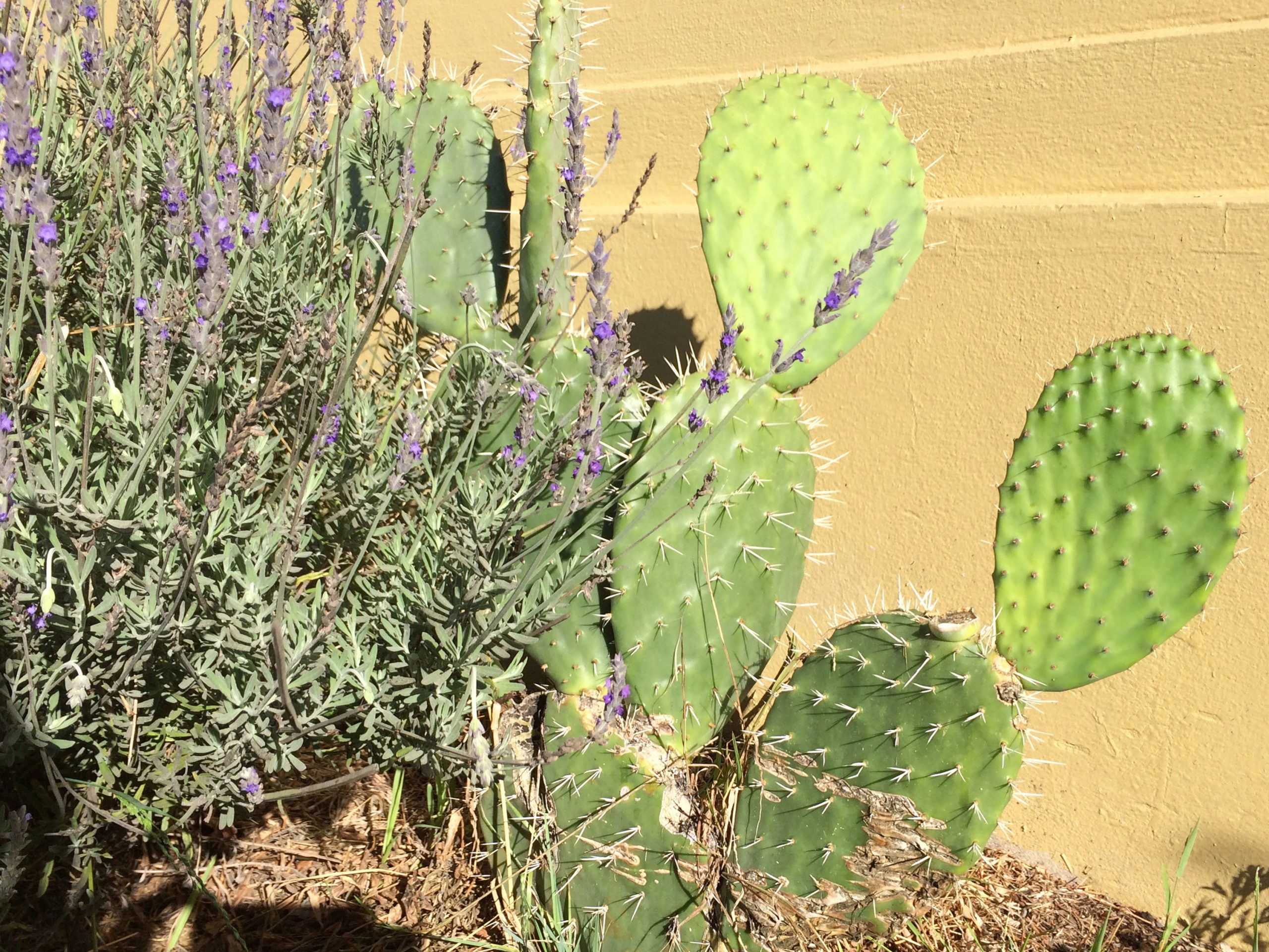 SNAP: A Cactus Grows in the Mission - Mission Local