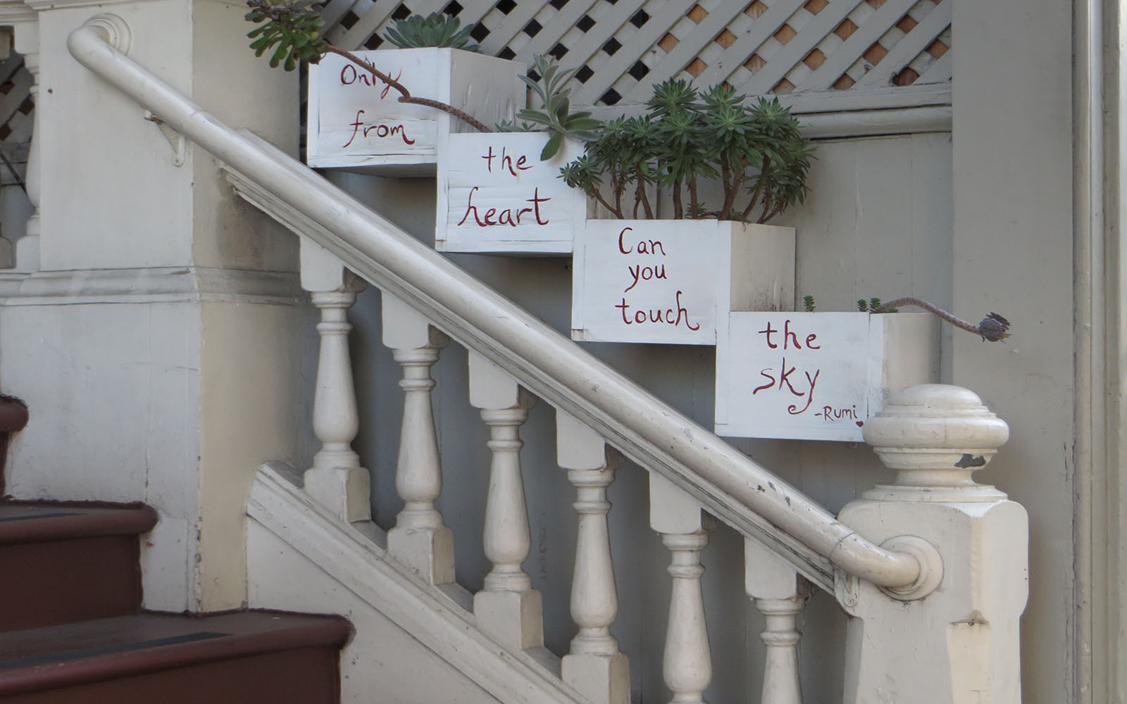 SNAP: Potted Rumi - Mission Local