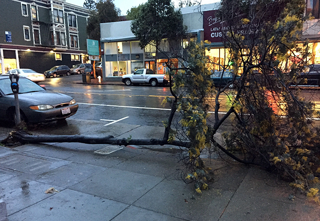 Tree Down on Valencia Street - Mission Local