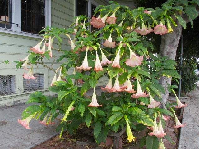 Pale Pink Bell Flowers - Mission Local