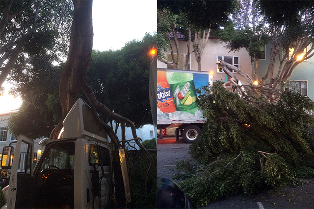 Tree Down at 24th and Shotwell - Mission Local