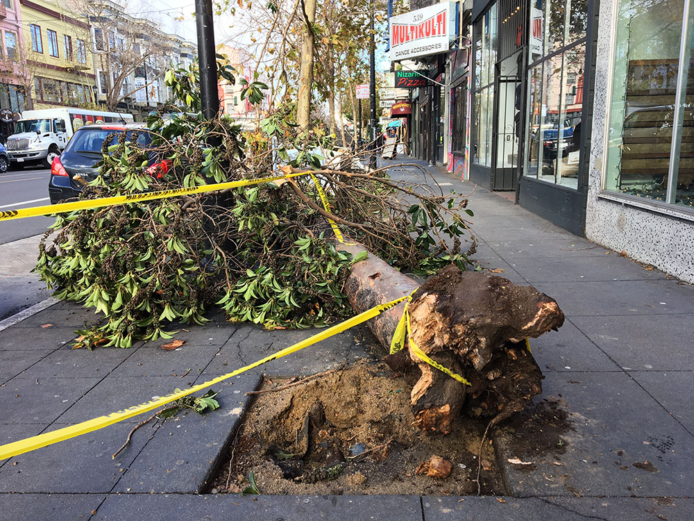 Downed Tree Wallops Multikulti Sign - Mission Local