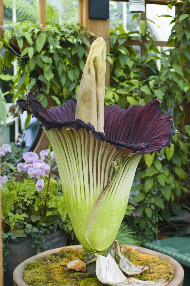 Giant "erotic" plant with Mission roots will produce rare and stinky ...