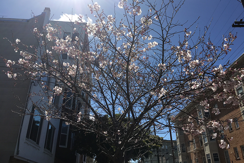 Photos: First signs of a Mission spring - Mission Local