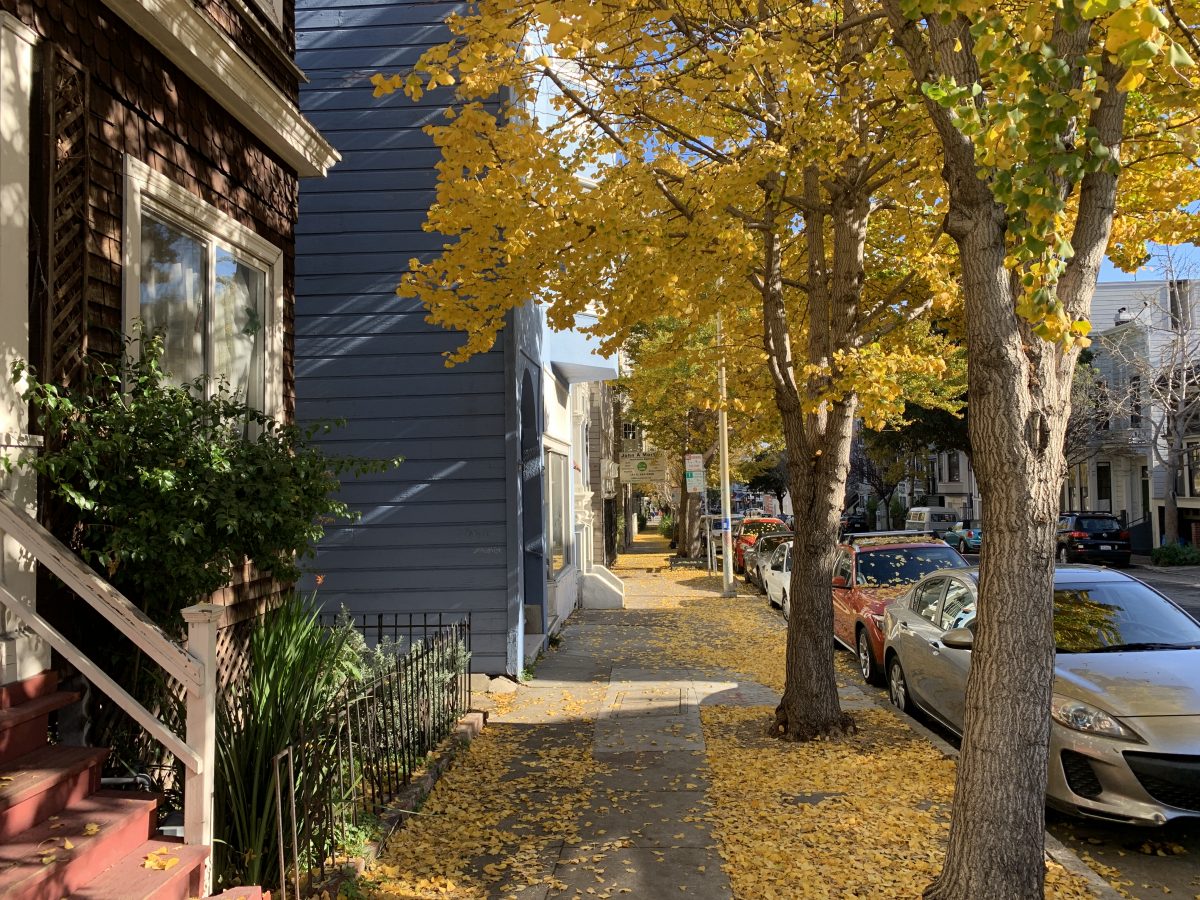 Snap: Ginkgo magic - Mission Local