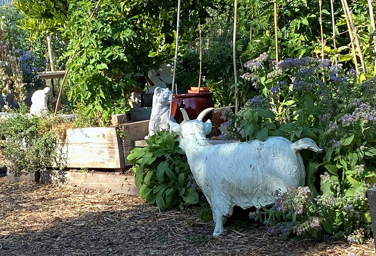 A goat in the garden! - Mission Local