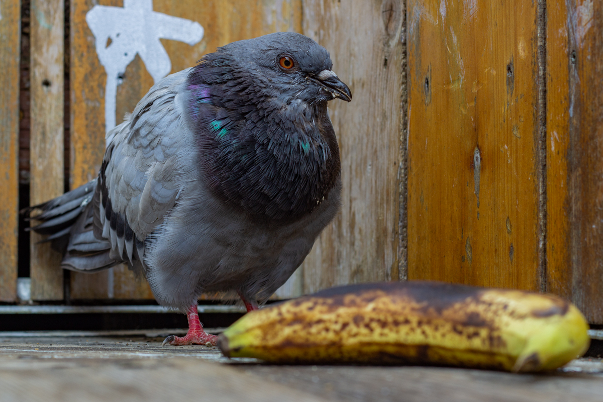 Pigeon portrait - Mission Local