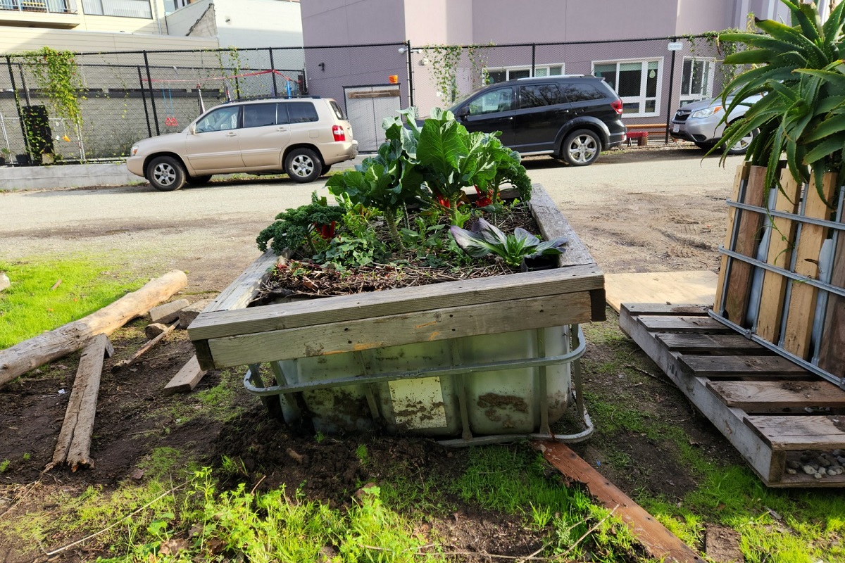 Tensions mount between guerrilla gardeners and neighboring businesses ...