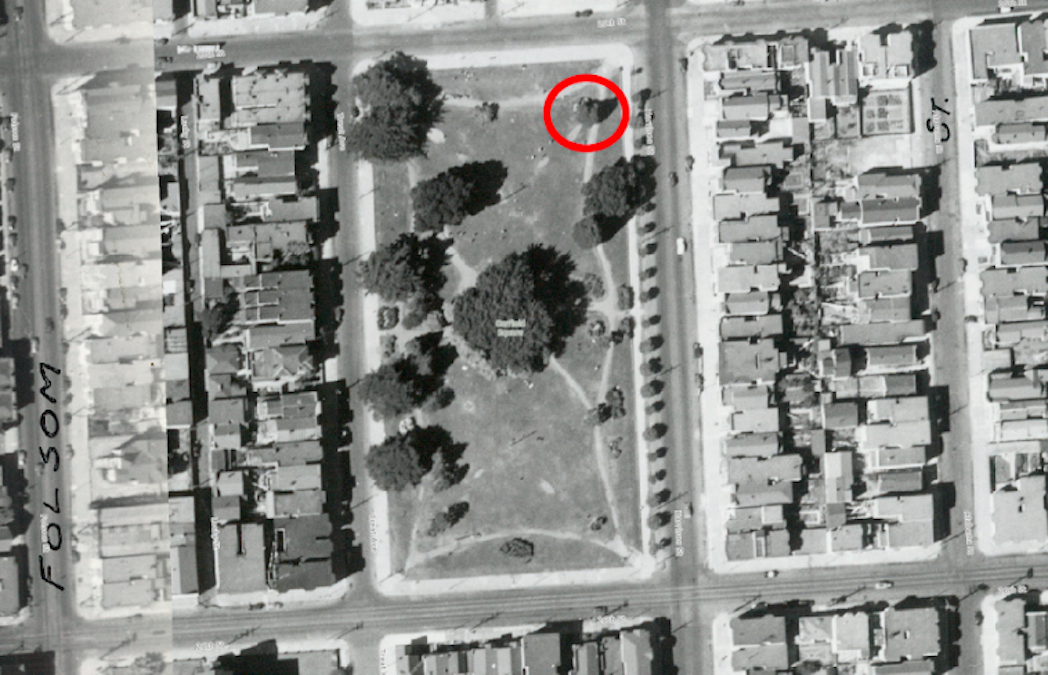 Wind splits giant sequoia that may date to 1884