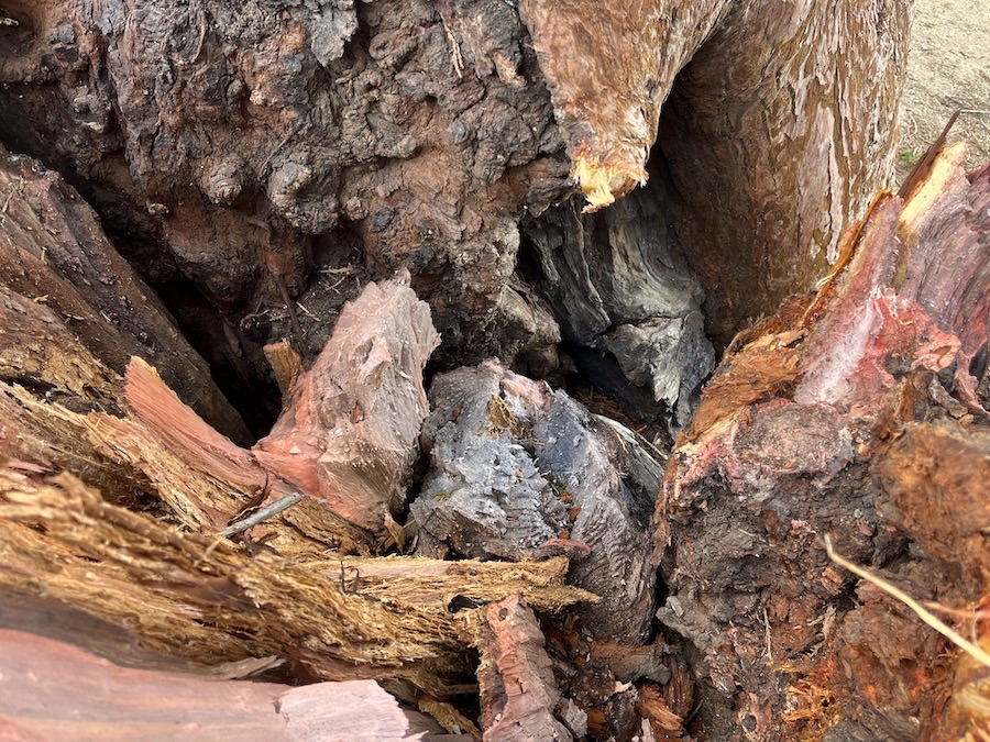 Wind splits giant sequoia that may date to 1884