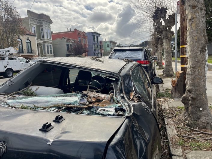 Wind splits giant sequoia that may date to 1884